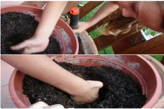 Trasplantar una planta -Manualidades Infantiles